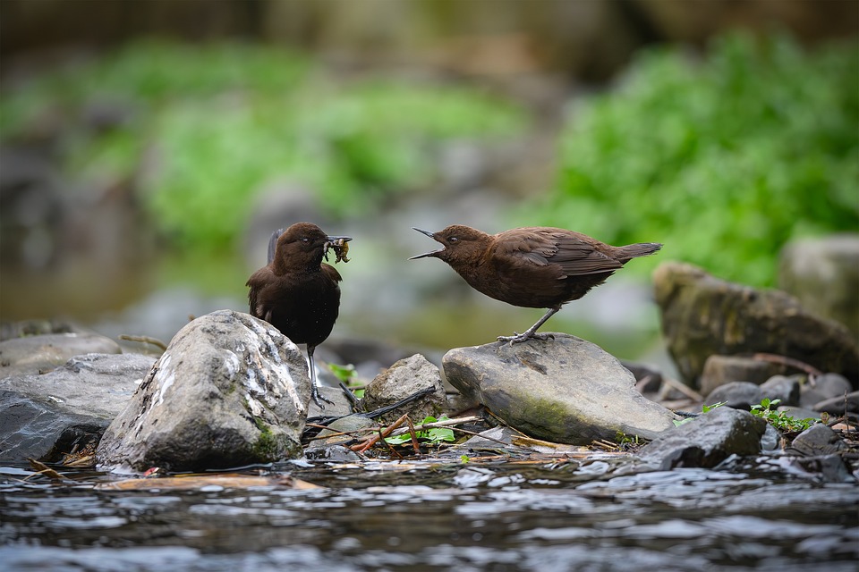 Birds Animal Wildlife - Free photo on Pixabay