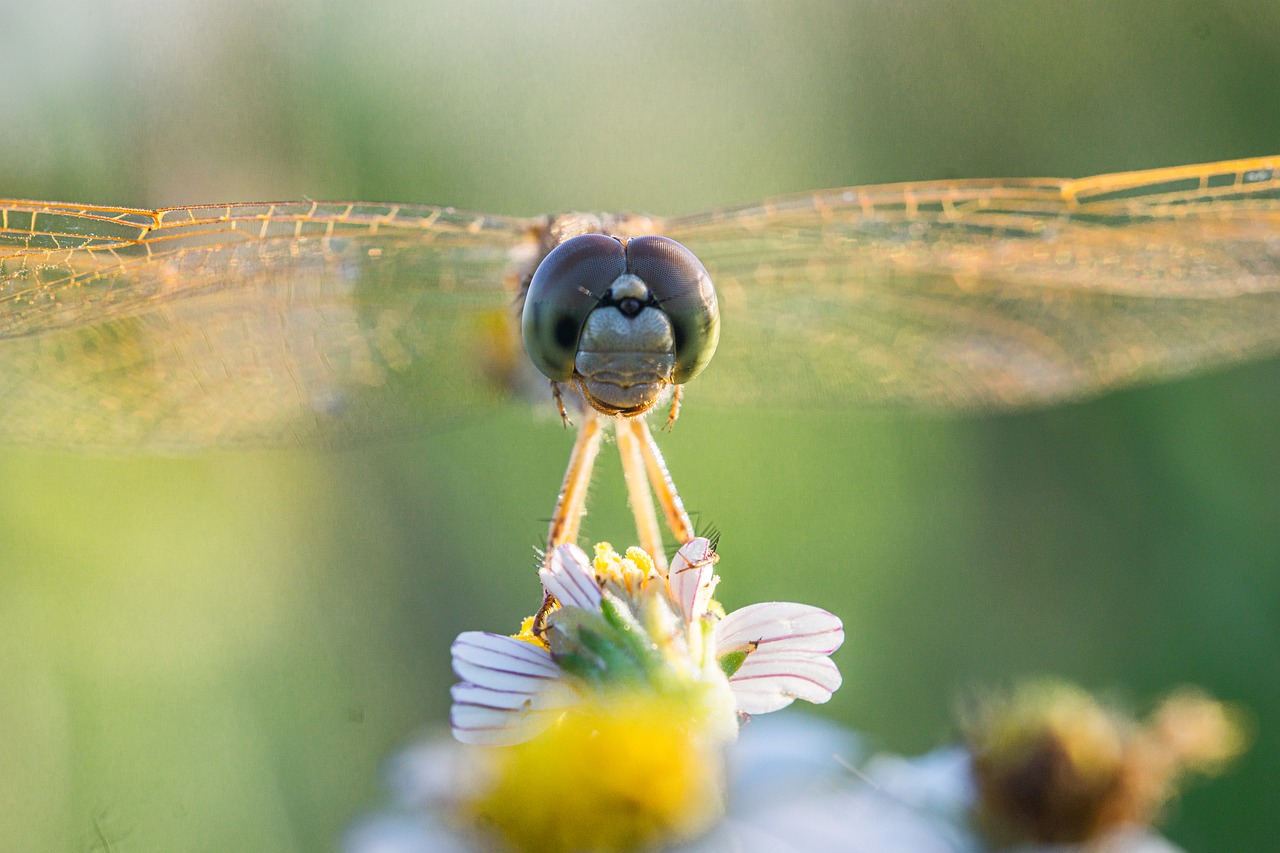 Dragonfly Insect Wings - Free photo on Pixabay