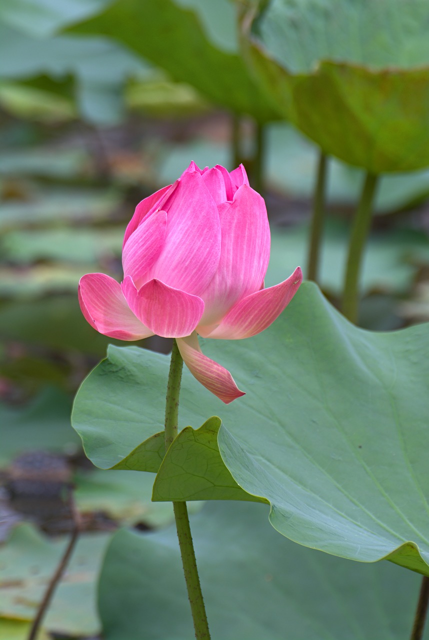 Lótus Nenúfar Flor - Foto gratuita no Pixabay