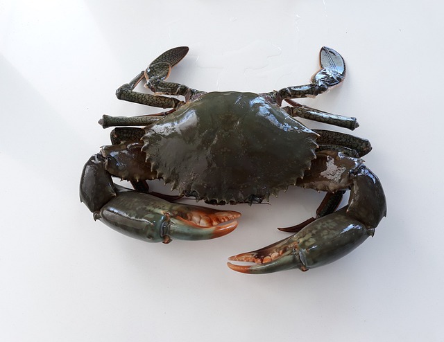Mud Crab Australian - Free photo on Pixabay