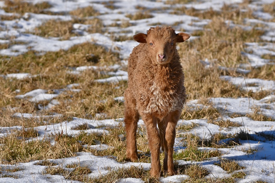 Lamb Racka Sheep Pasture - Free photo on Pixabay