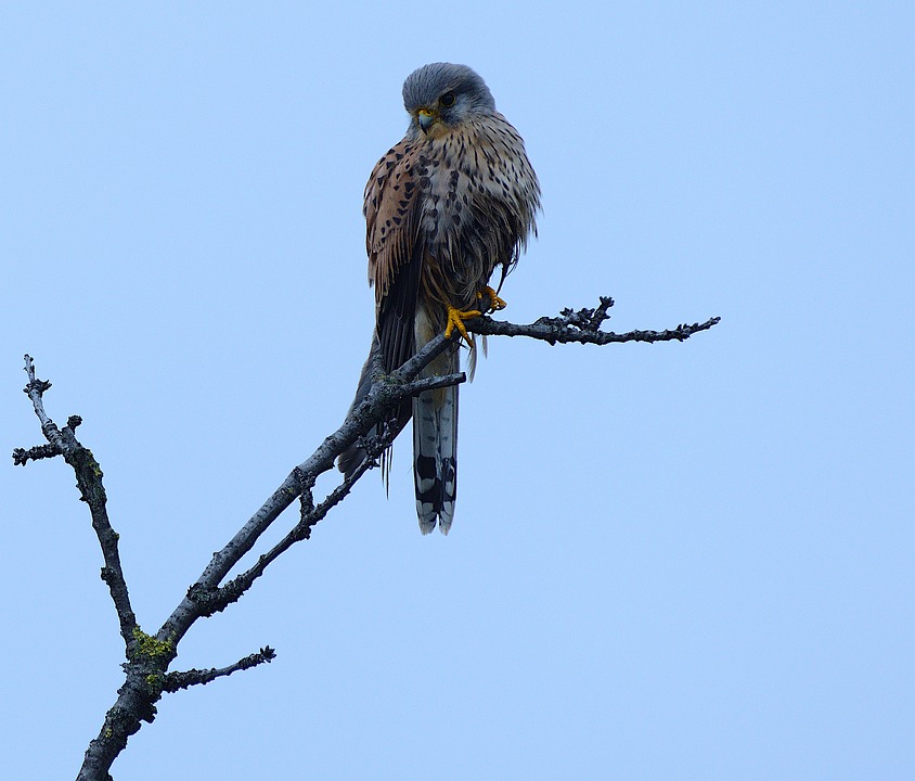 Kestrel Bird Animal - Free photo on Pixabay