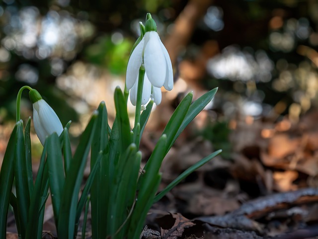 Snowdrop Spring Nature - Free photo on Pixabay