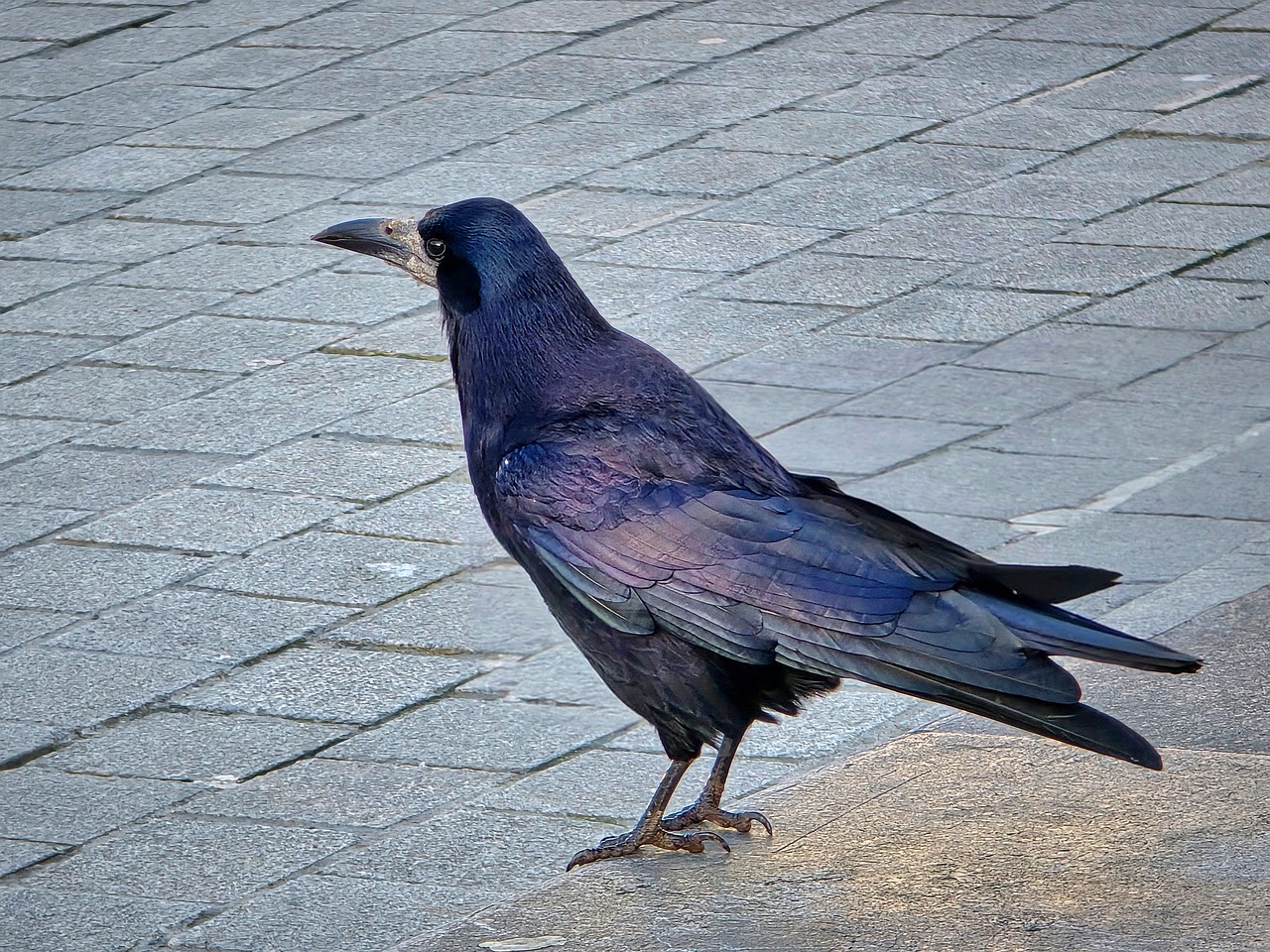 Crow Nature Bird - Free photo on Pixabay