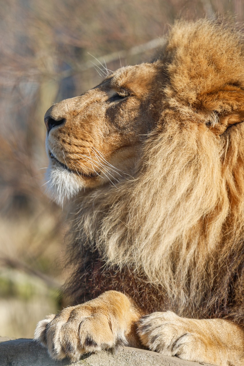 Lion Big Cat Animal - Free photo on Pixabay