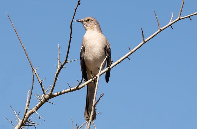 Northern Mocking Bird Animal - Free photo on Pixabay