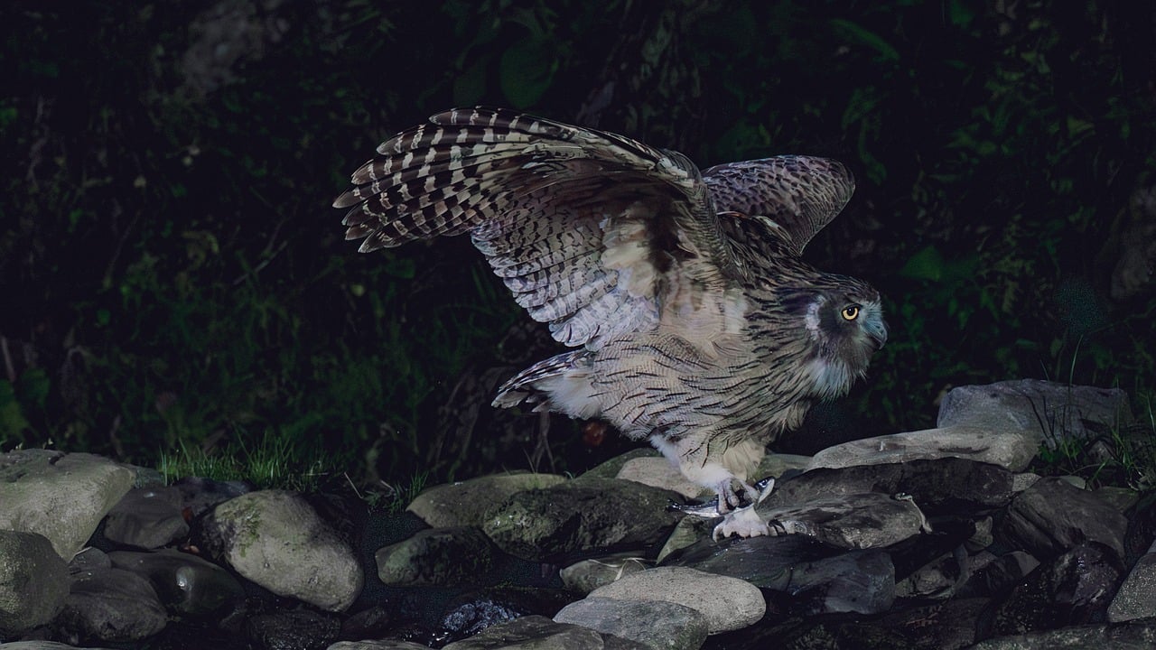 Blakiston-Fischuhu Giant Fish-Owl - Free photo on Pixabay