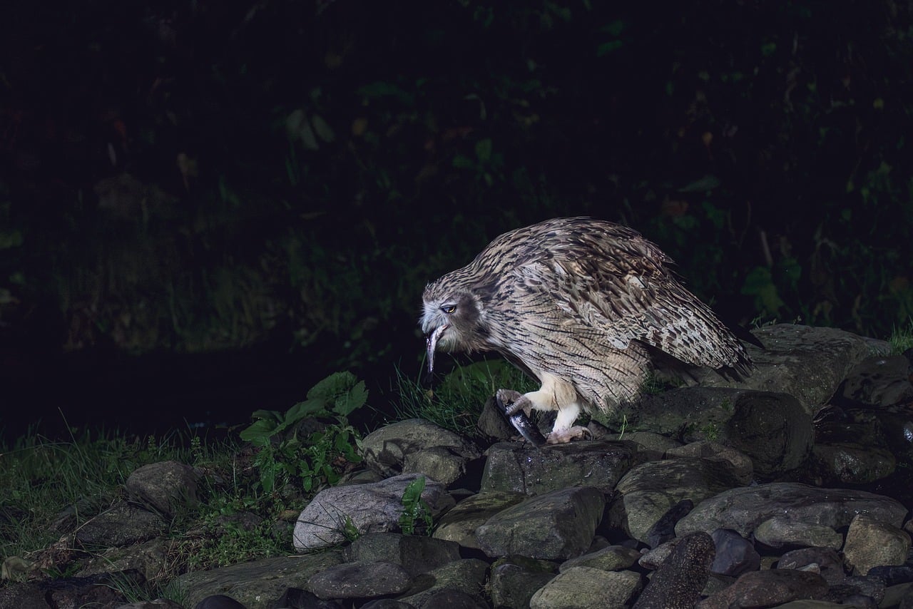 Blakiston-Fischuhu Giant Fish-Owl - Free photo on Pixabay