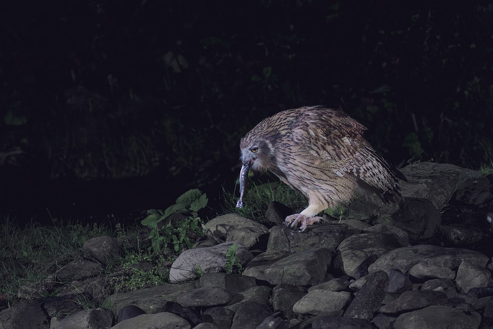 Blakiston'S Fish Owl Giant - Free photo on Pixabay