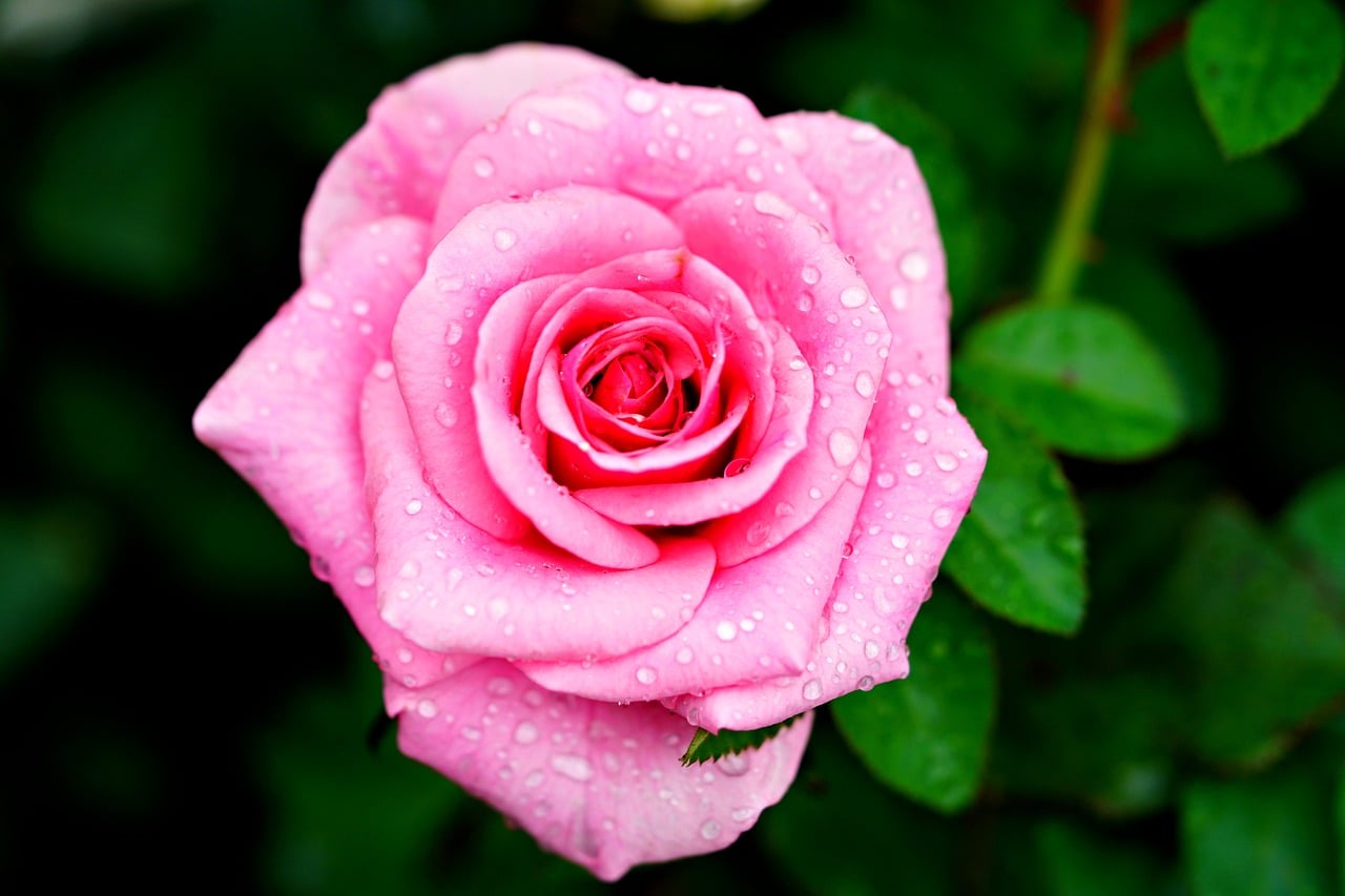 Rosa Rosada Flor - Foto gratis en Pixabay