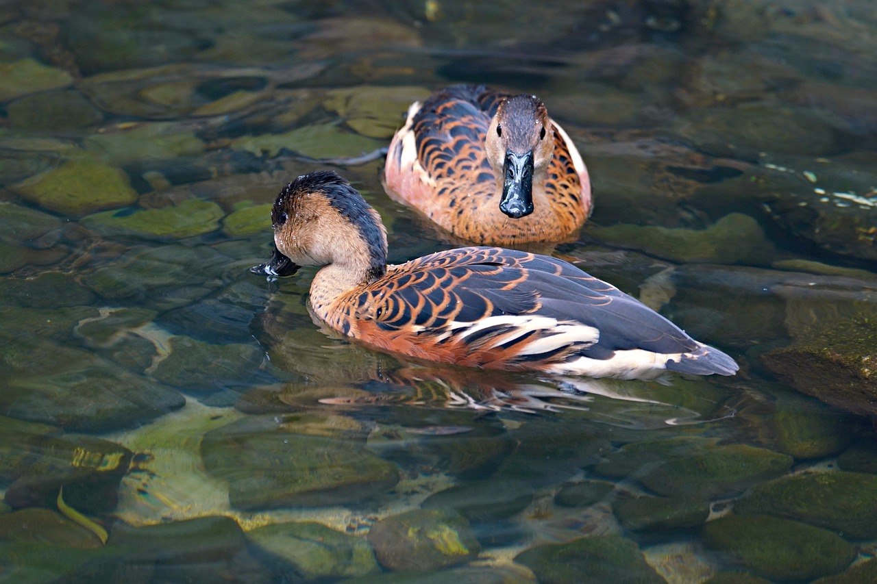 Mandarin Duck Bird - Free photo on Pixabay
