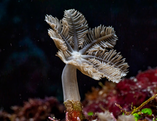 Coral Mole Mergulho Embaixo Da - Foto gratuita no Pixabay