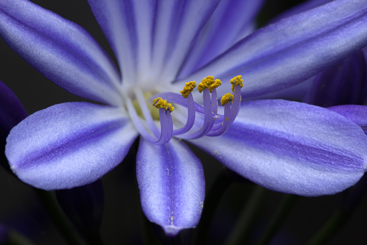 Blue Flower Plant - Free photo on Pixabay
