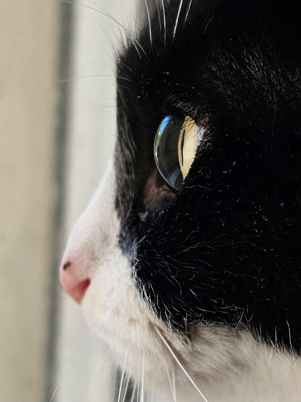 Portrait Feline Pet - Free photo on Pixabay