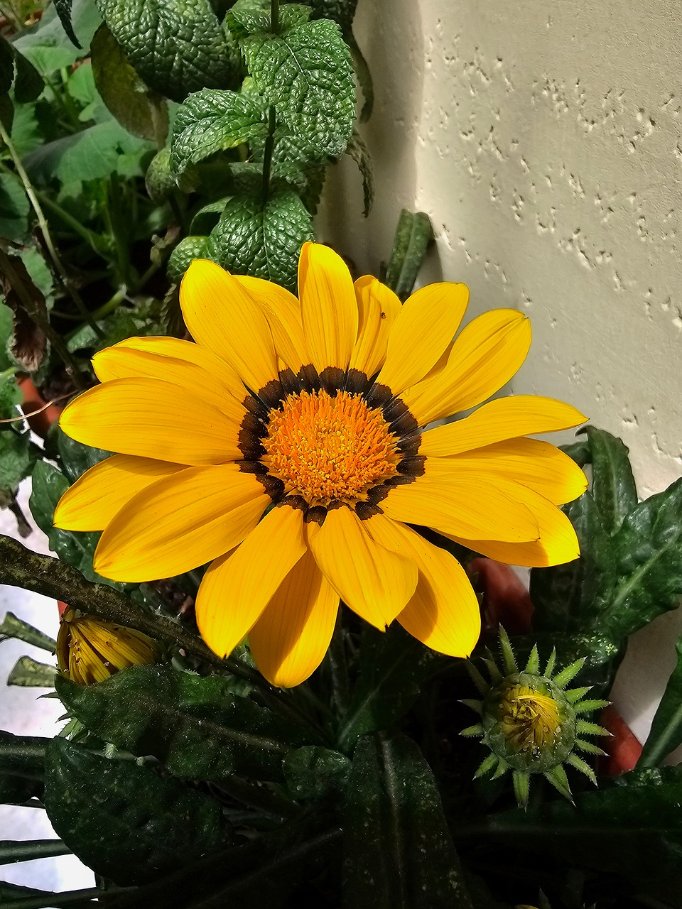 Plant Flower Spring - Free photo on Pixabay
