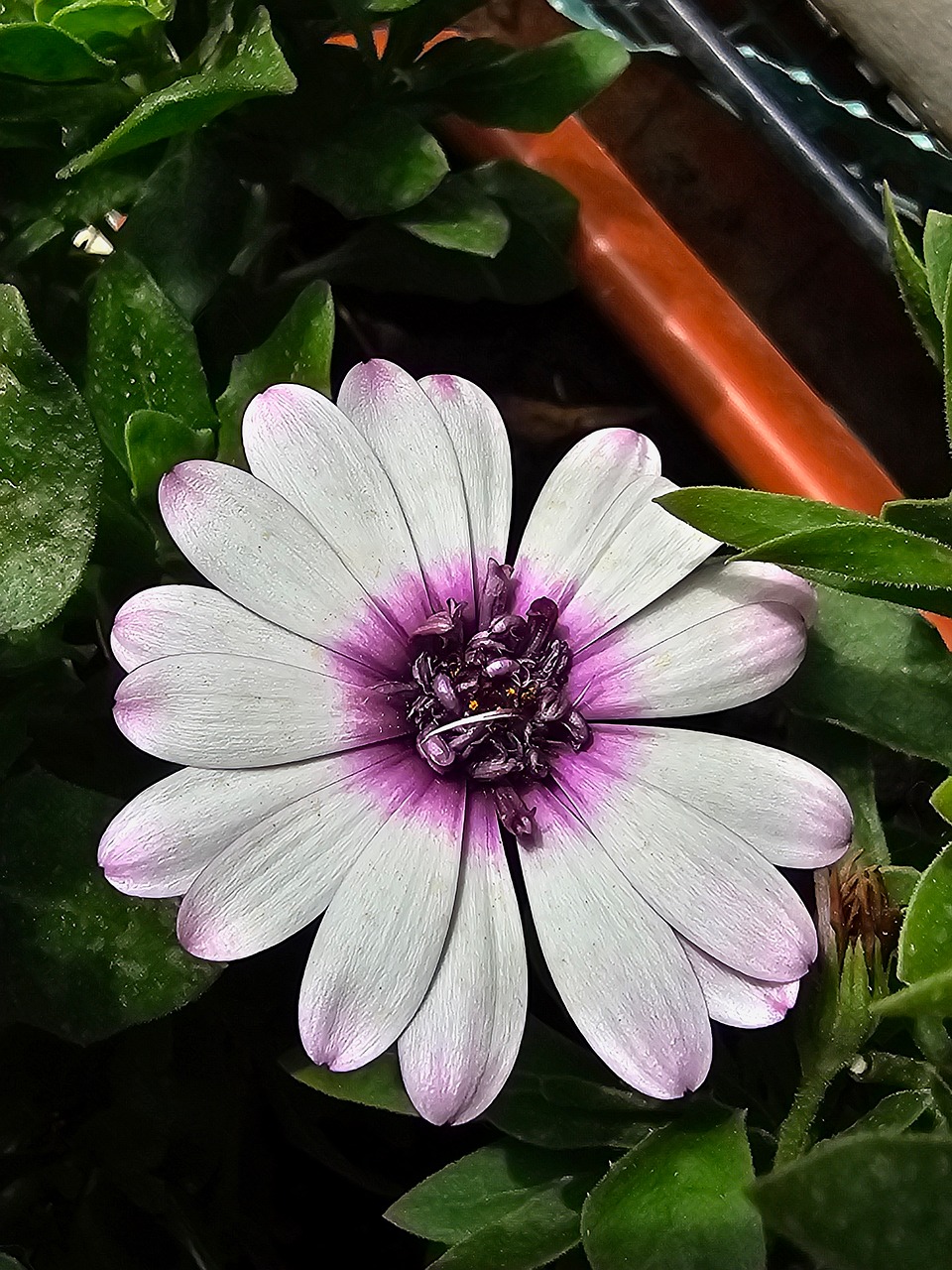 Plant Flower Spring - Free photo on Pixabay