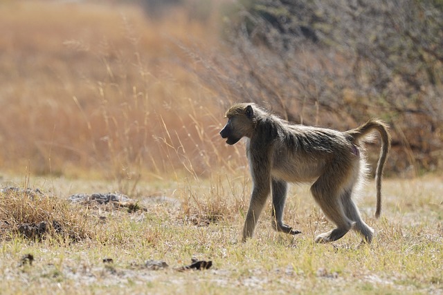 Baboon Primate Nature - Free photo on Pixabay