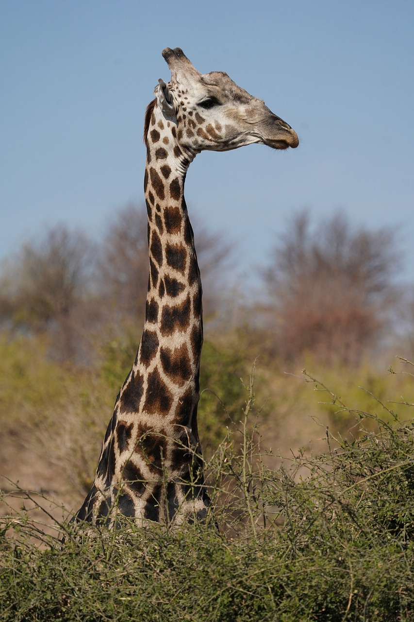 Elegantes Fu Der Giraffe Bild