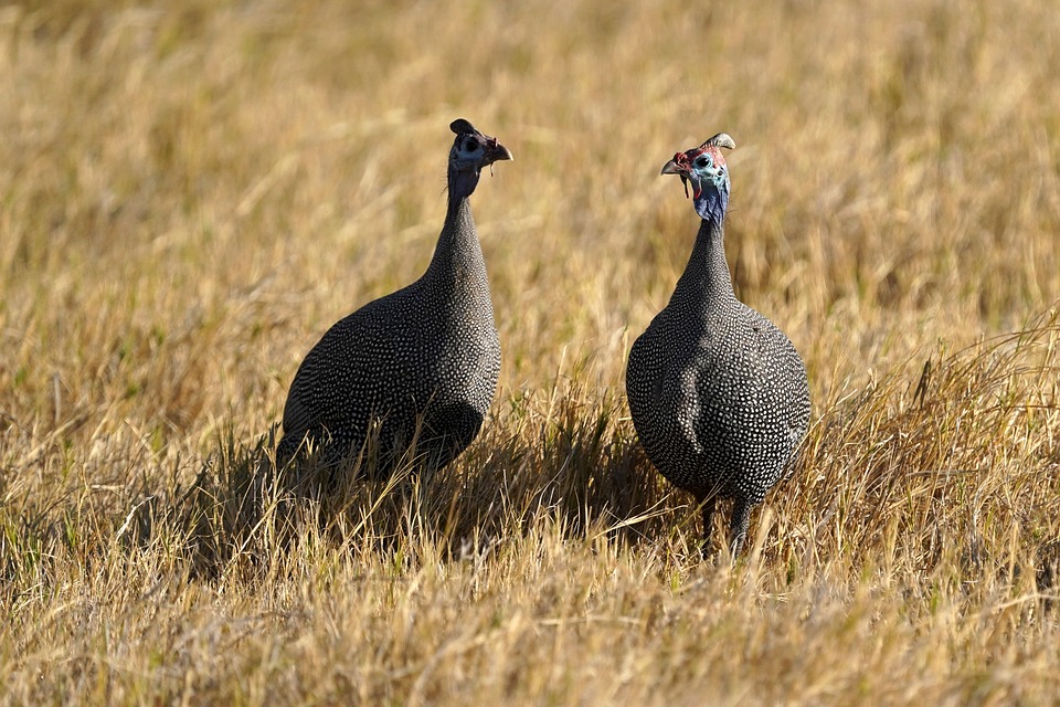 Guinea Hen Bird Fowl - Free photo on Pixabay