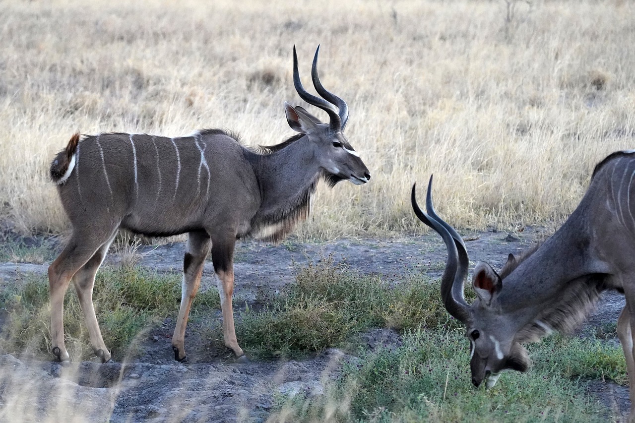 Kudu Antílope Animal Fauna - Foto gratis en Pixabay