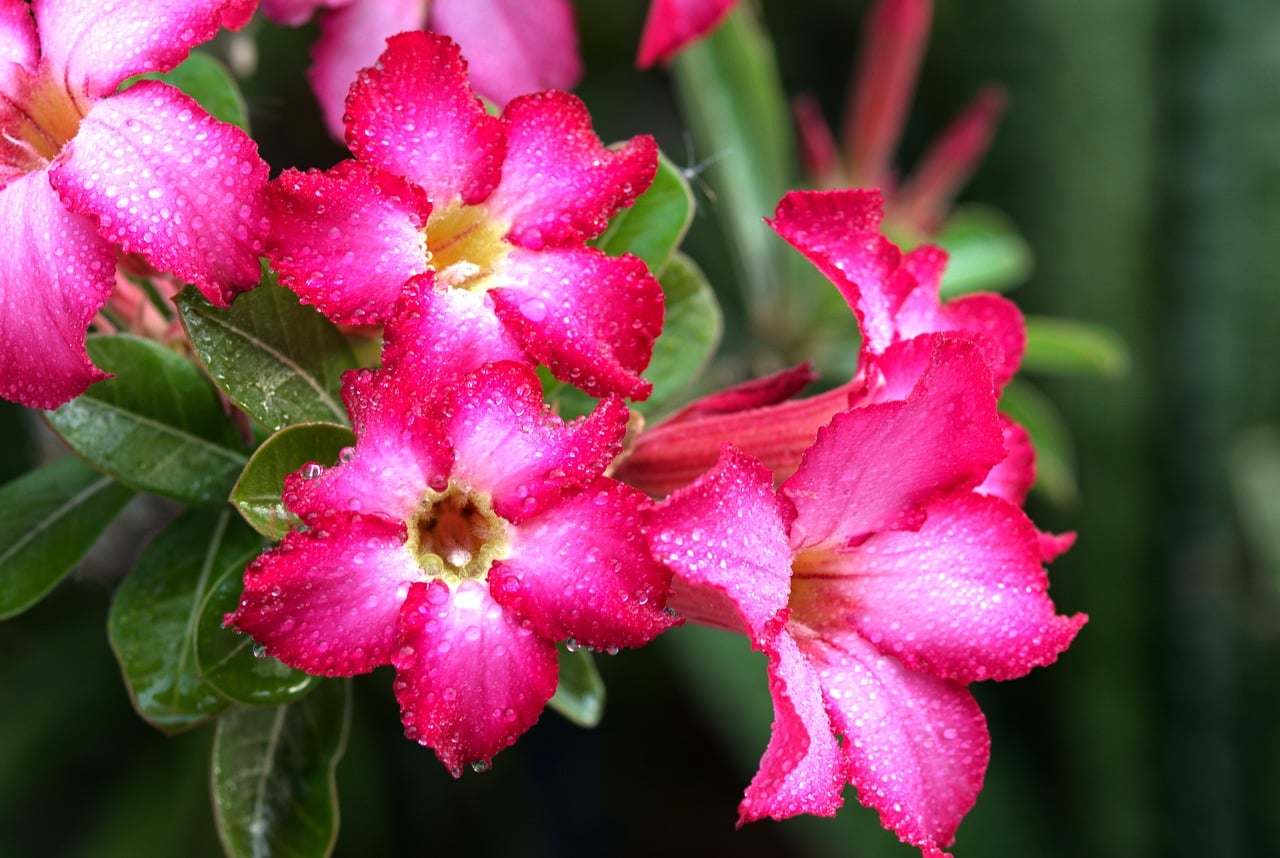 Flower Adenium Plant - Free photo on Pixabay