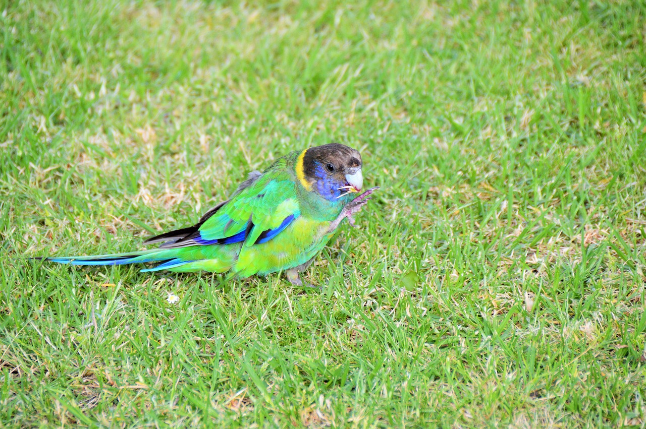 Wild Nature Animal - Free photo on Pixabay