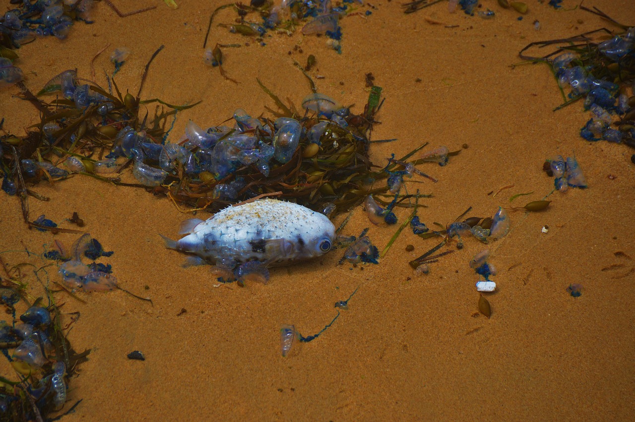 Puffer Fish Nature Sea - Free photo on Pixabay