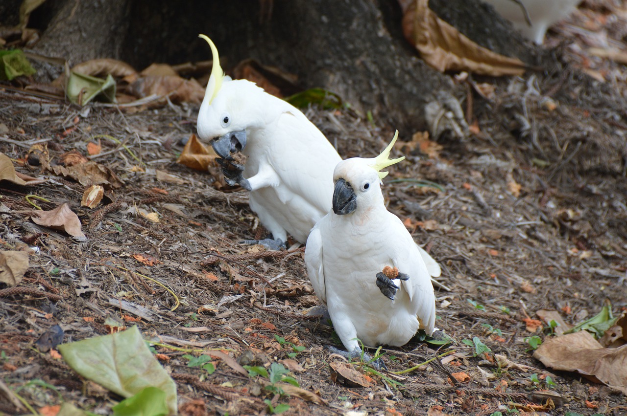 Cockatoo Parrot Birds - Free photo on Pixabay