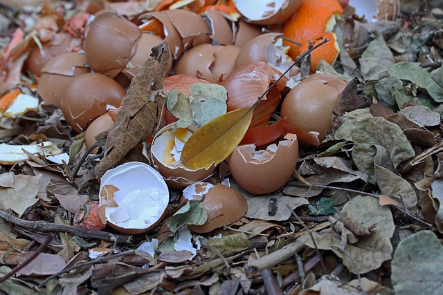 Empty Egg Shells Kitchen Scraps - Free photo on Pixabay