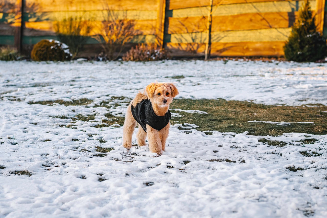 Maltipoo Dog Animal - Free photo on Pixabay