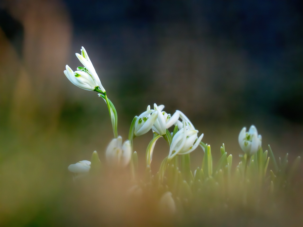 Snowdrop Spring Nature - Free photo on Pixabay