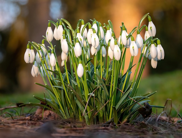 Snowdrop Spring Nature - Free photo on Pixabay