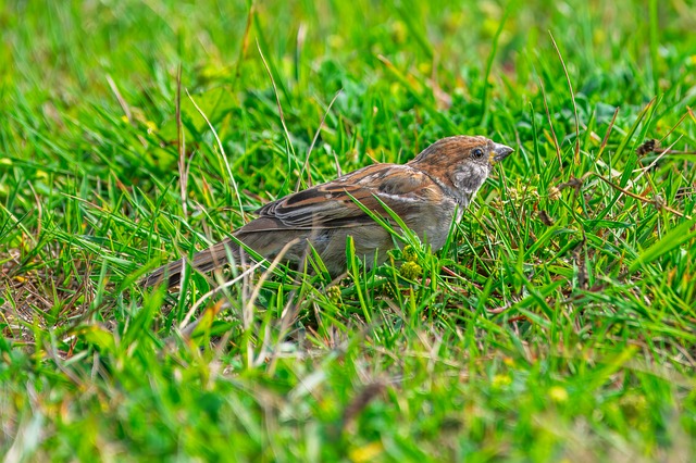 House Sparrow Bird - Free photo on Pixabay