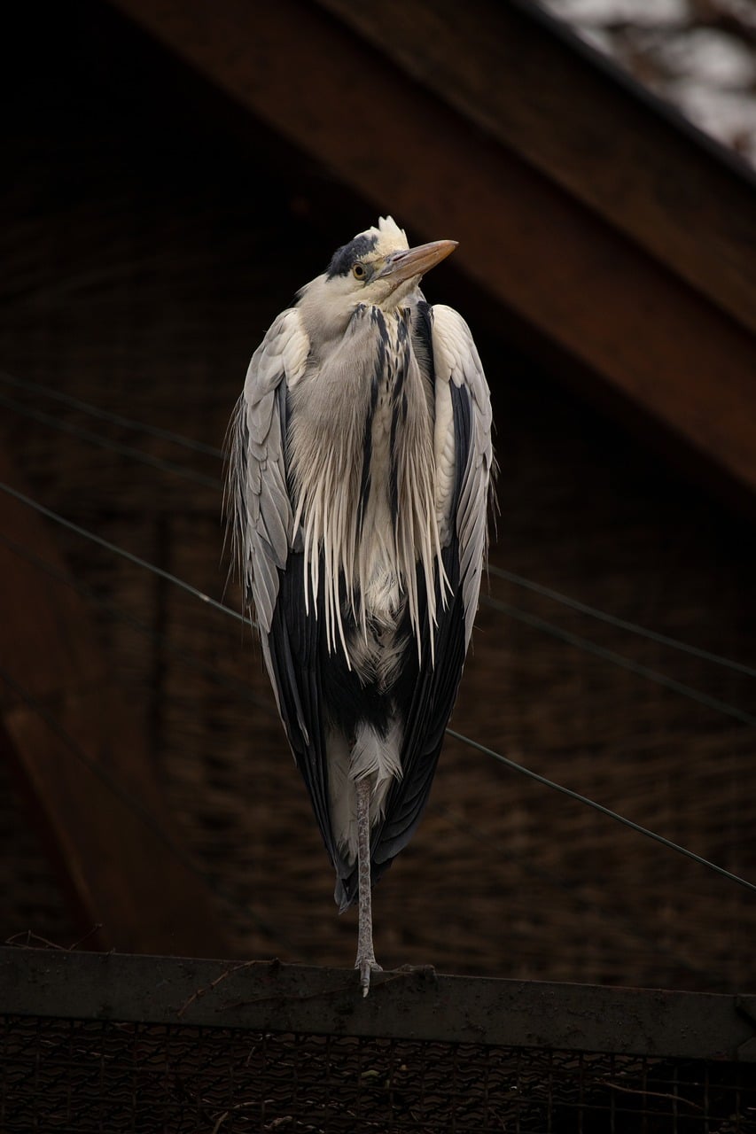 Heron Bird Animal - Free photo on Pixabay