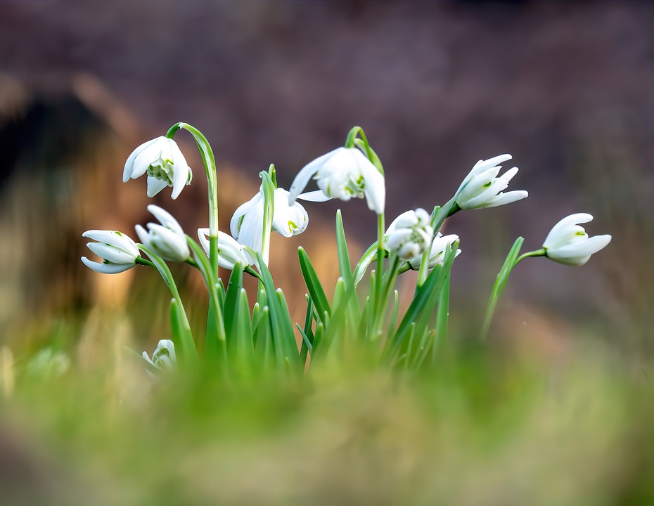 Snowdrop Spring Nature - Free photo on Pixabay