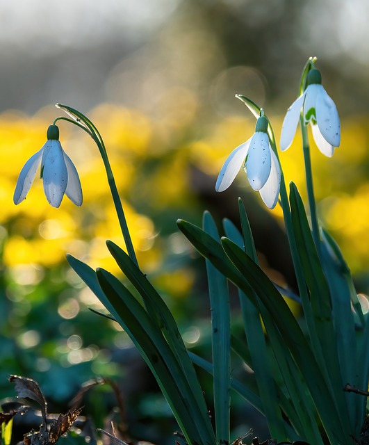Snowdrop Spring Nature - Free photo on Pixabay