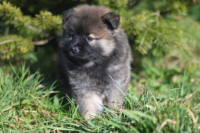 Eurasier Puppy Animal - Free photo on Pixabay