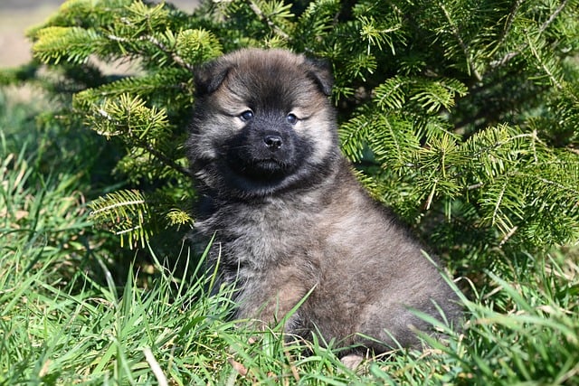 Eurasier Puppy Animal - Free photo on Pixabay