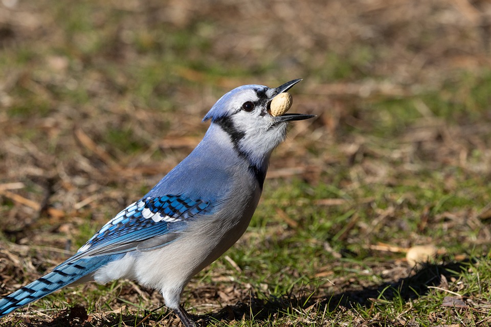 Bluejay Bird Animal - Free photo on Pixabay