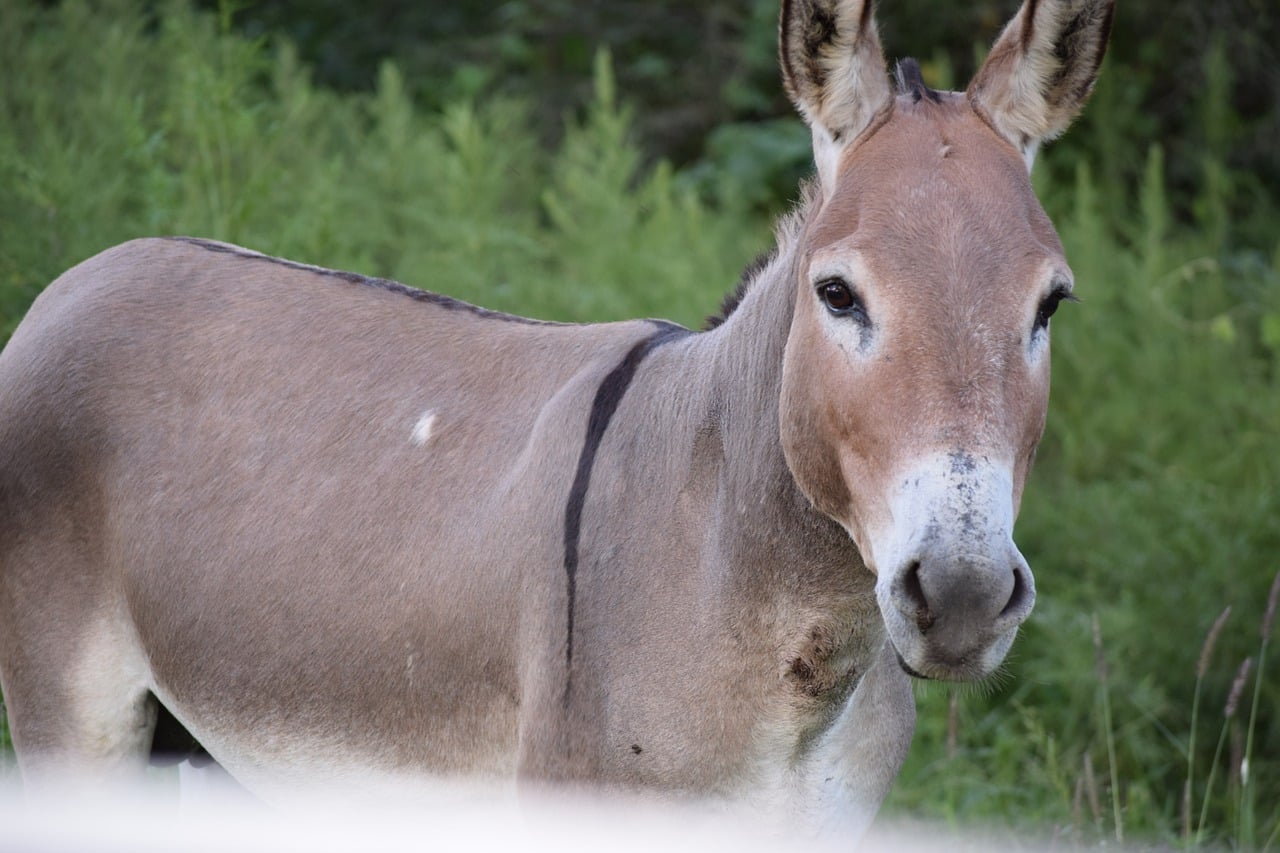 Donkey Animal Nature - Free photo on Pixabay
