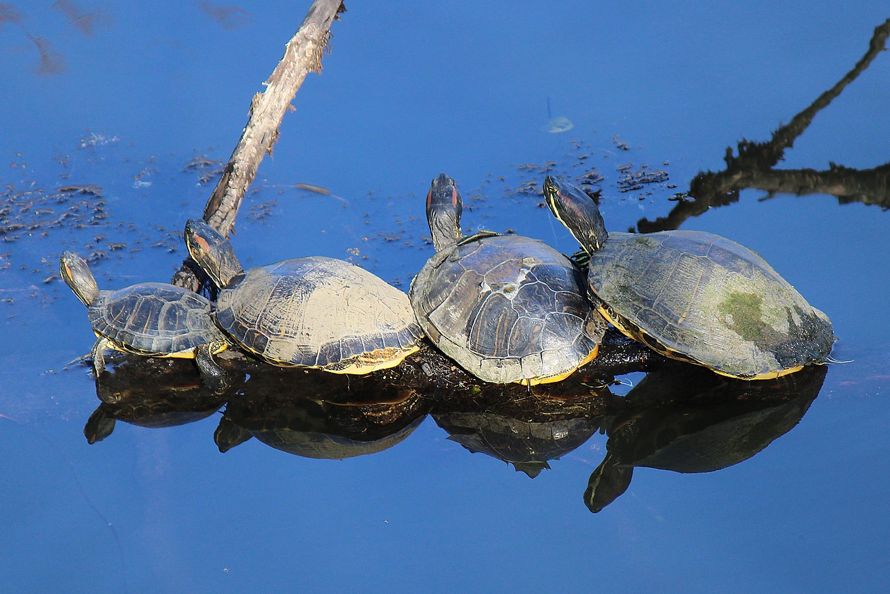 Turtles Pond Nature - Free photo on Pixabay