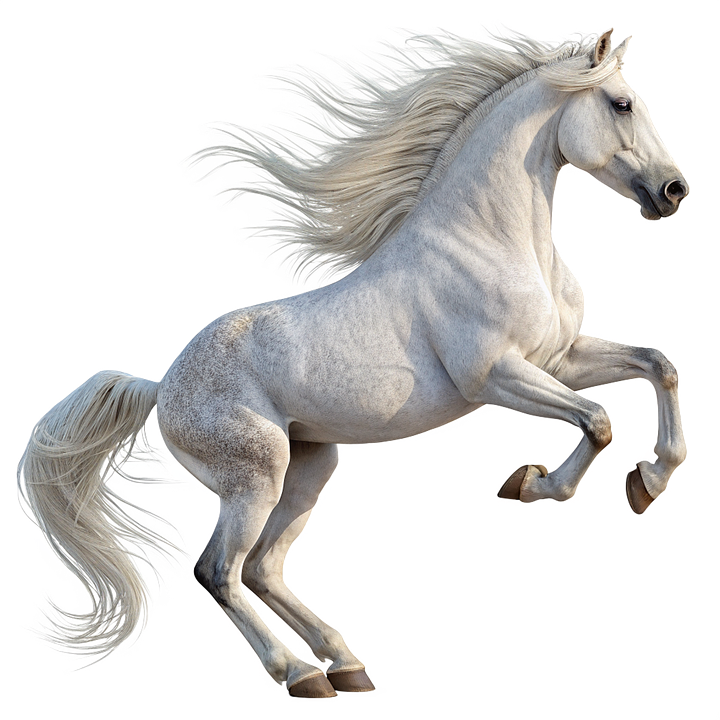 Caballo Animal Semental - Imagen gratis en Pixabay