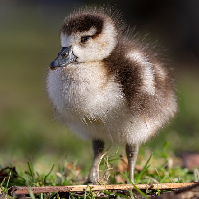 Egyptian Goose Gosling Bird - Free photo on Pixabay