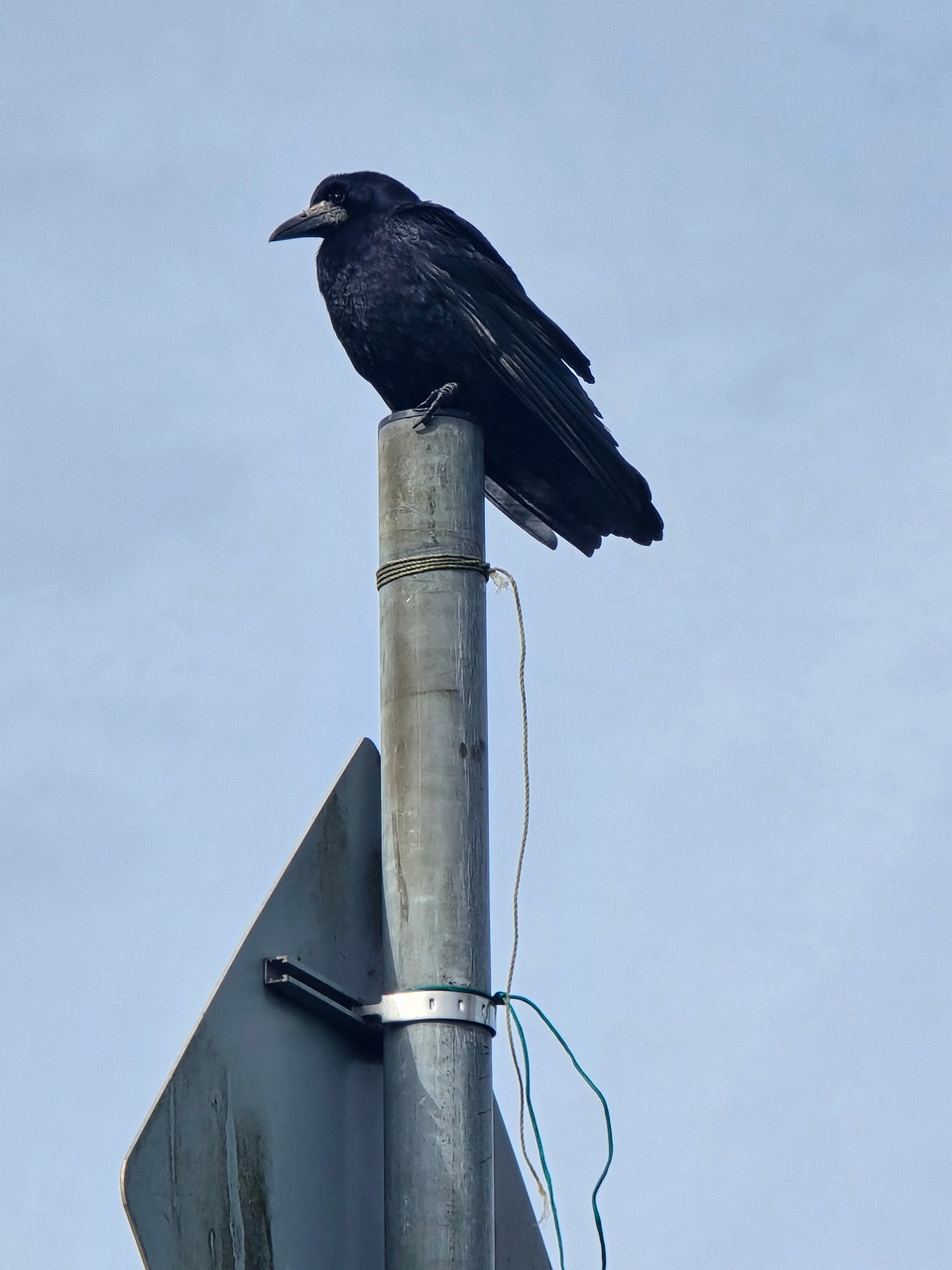 超过 10000 张关于“Crow Traffic”和“乌鸦”的免费图片 - Pixabay