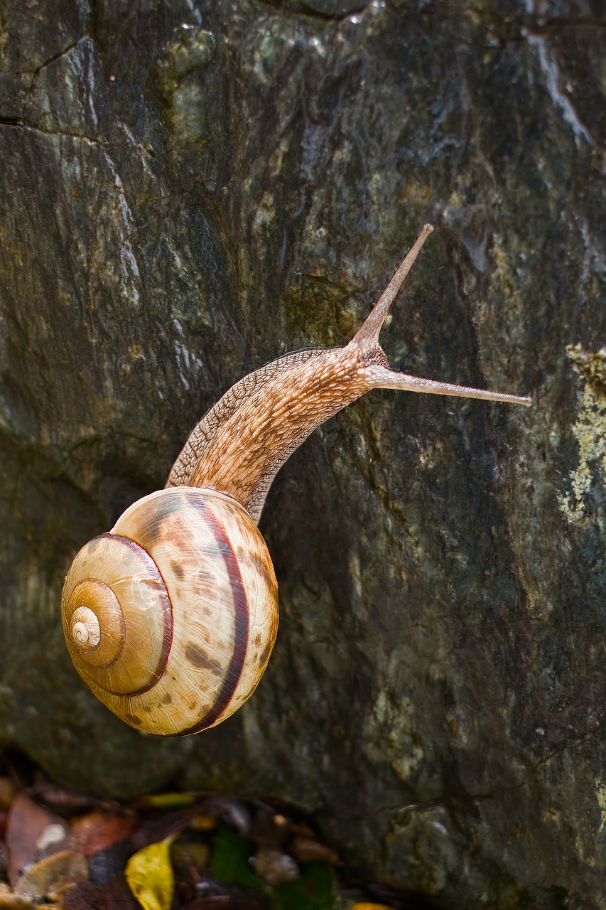 Escargot Macro Fermer - Photo gratuite sur Pixabay
