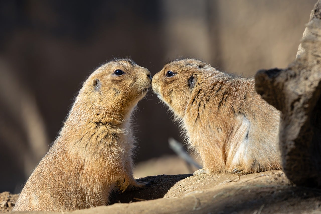 Prairie Dogs Animals Wildlife - Free photo on Pixabay