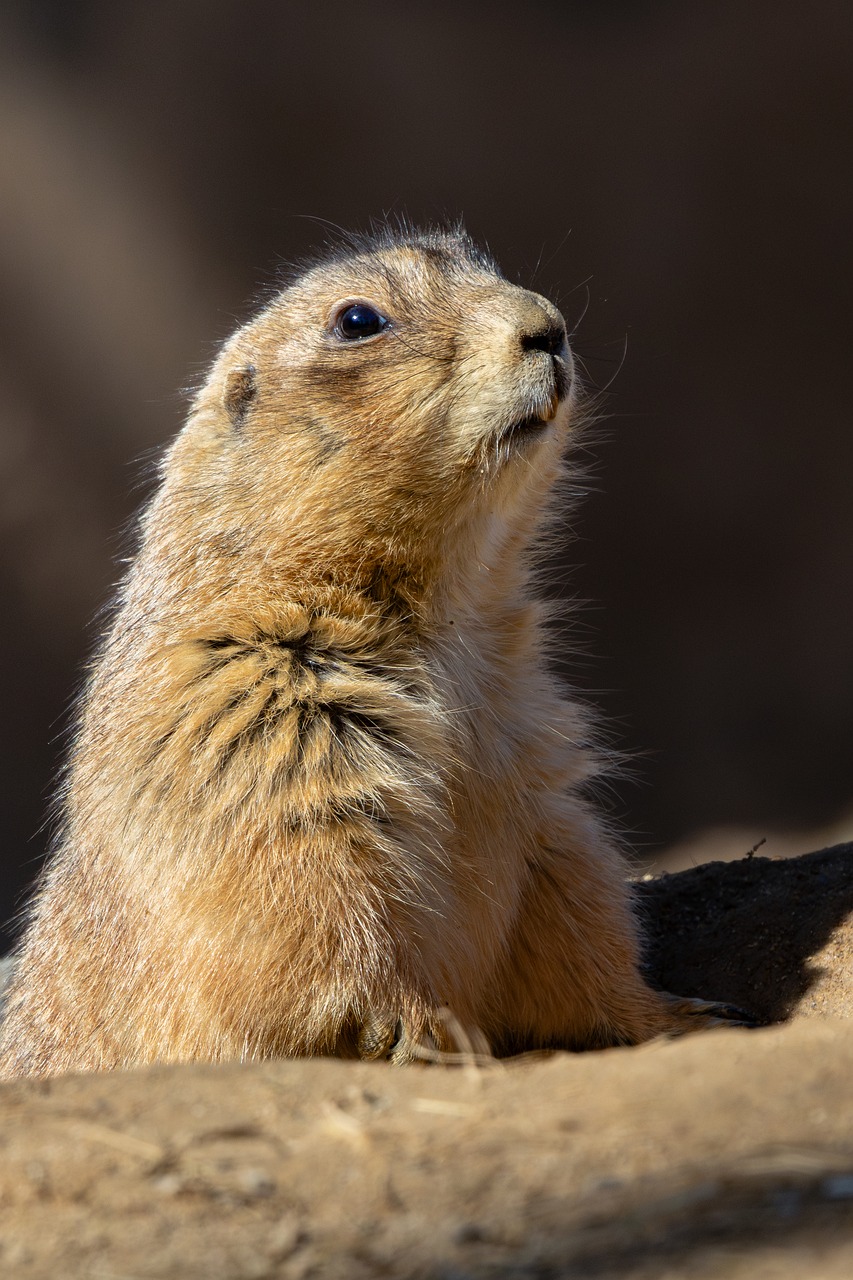 Prairie Dog Animal Wildlife - Free photo on Pixabay