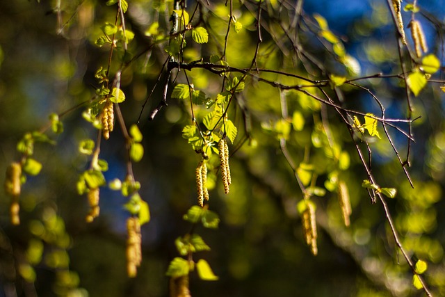 Birch Blooms Spring - Free photo on Pixabay