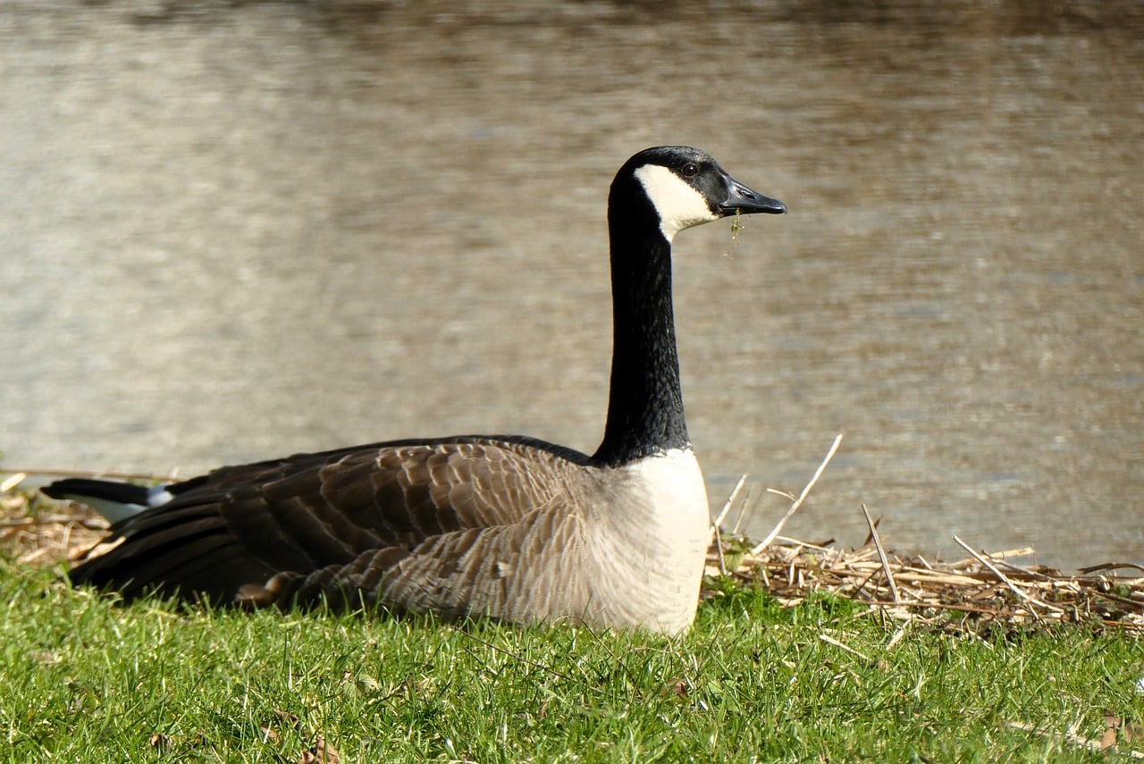 Canadian Goose Bird Waterfowl - Free photo on Pixabay