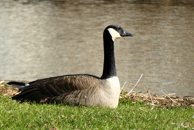 Canadian Goose Bird Waterfowl - Free photo on Pixabay